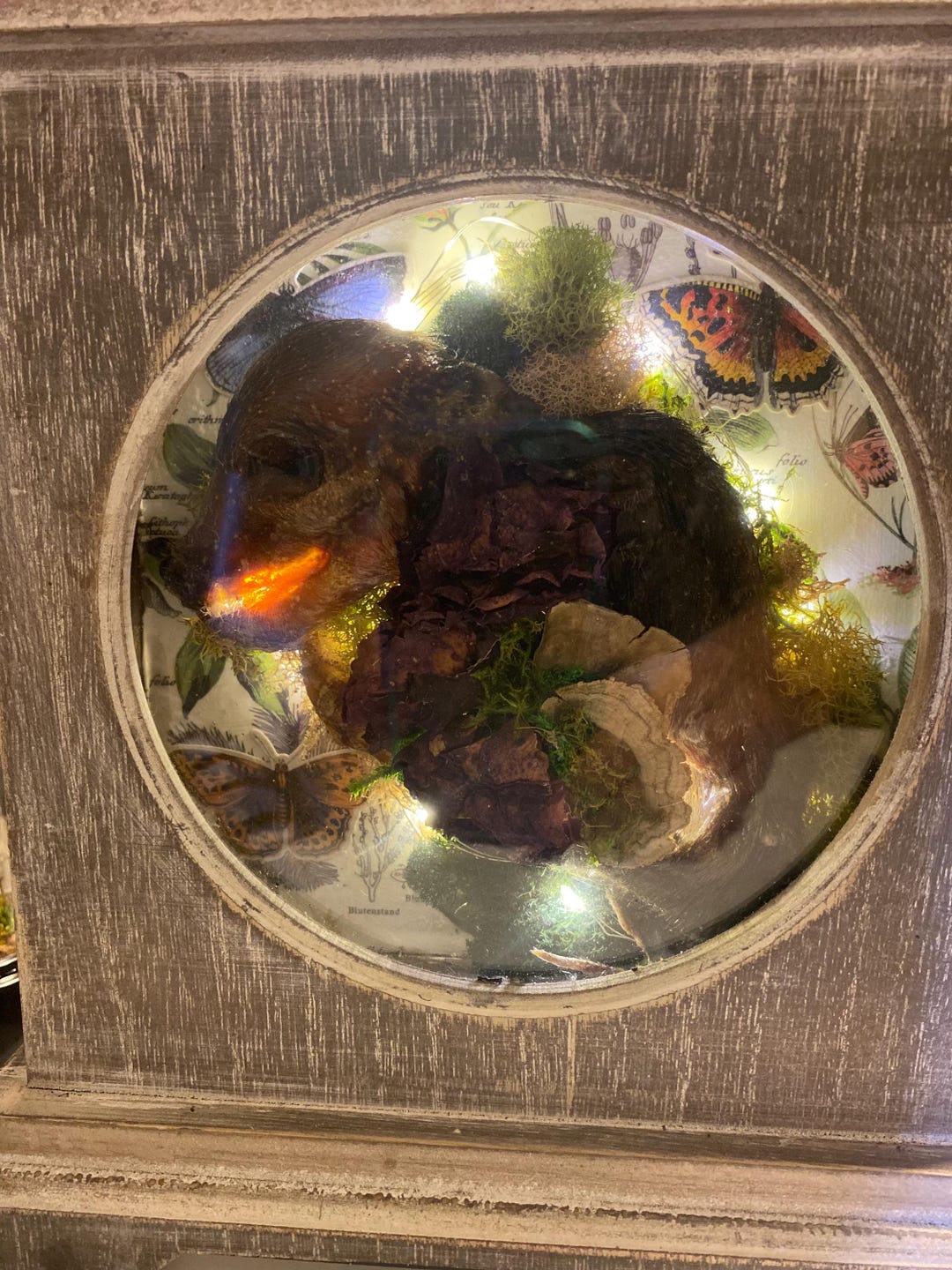 Mummified Piglet Light up Shadow Box - Etsy