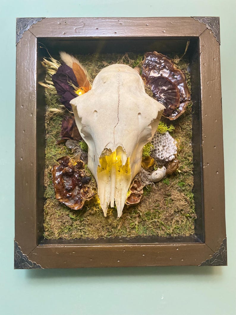 Goat Skull Shadow Box - LED Lit Woodland Oddities Display - Etsy