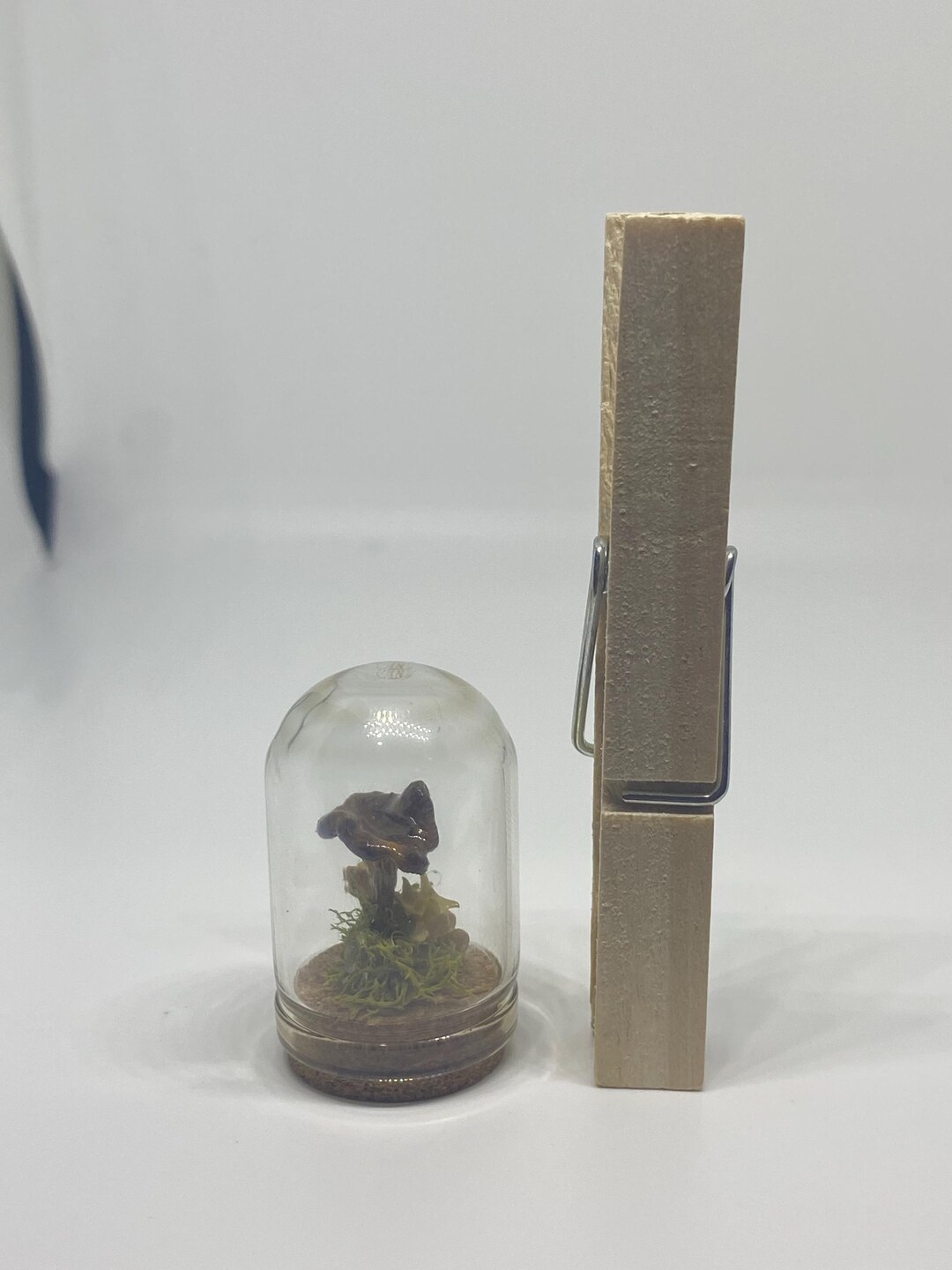 Miniature Oddities Dome - Etsy