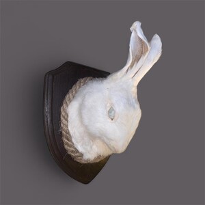 White Rabbit Taxidermy Mount – Ethereal Gothic Wall Art | Dead of Night ...