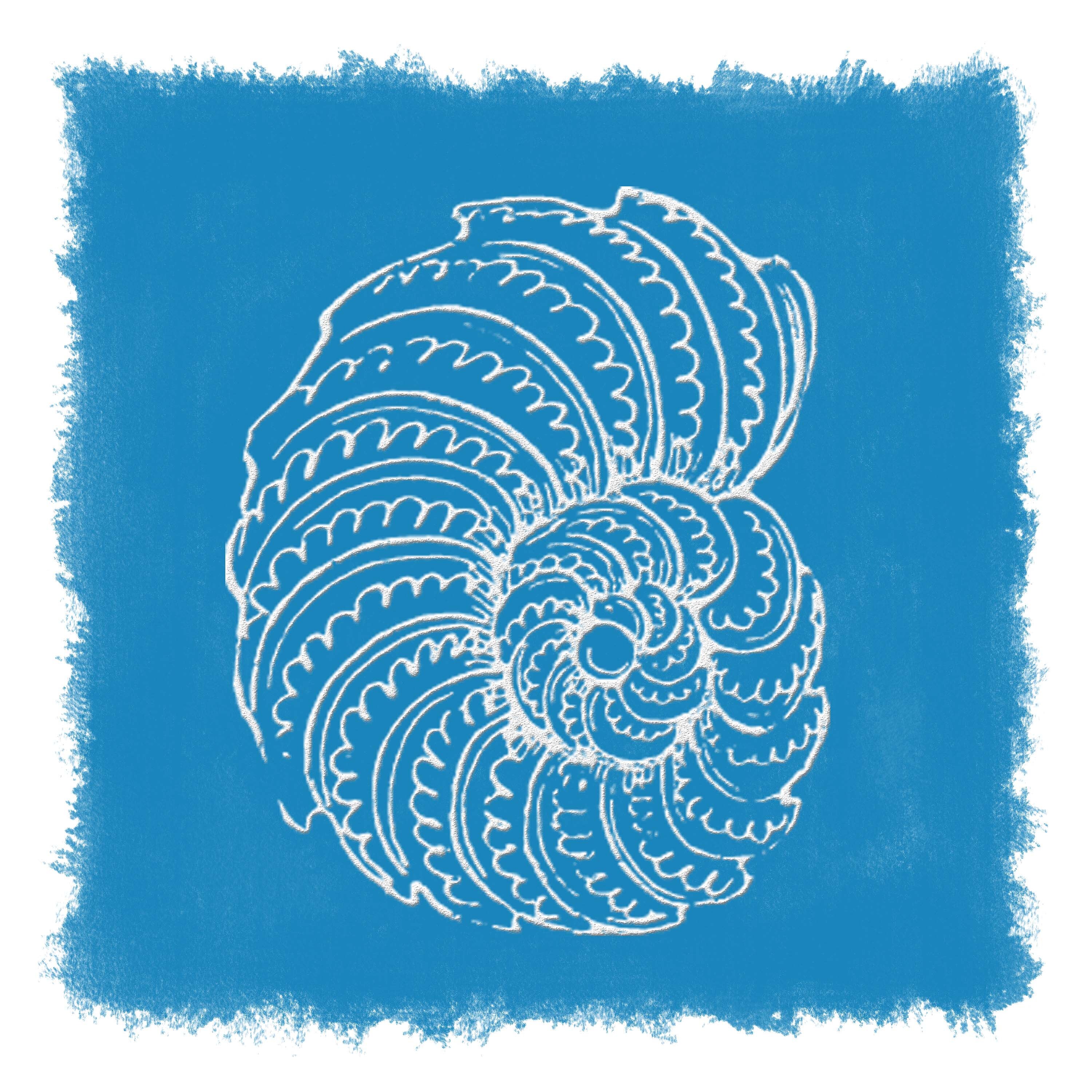 Coastal Vintage Shell Print Collection Set of 6 - Etsy