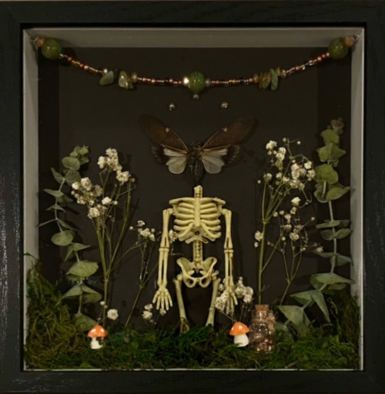 Real Insect Shadow Box - Etsy