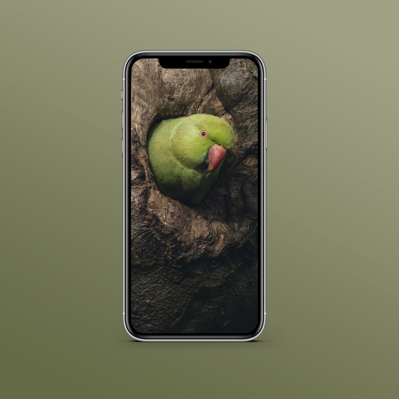 Parakeet Phone Wallpaper | Screensaver | Lockscreen | iPhone Android ...
