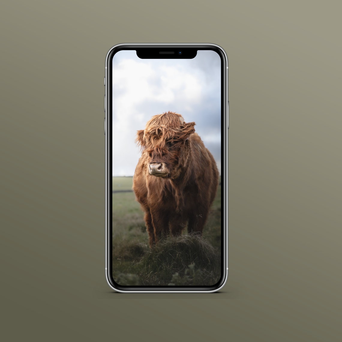 Highland Cow Phone Wallpaper | Screensaver | Lockscreen | iPhone ...