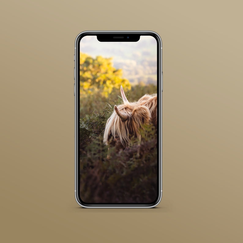 Highland Cow Phone Wallpaper | Screensaver | Lockscreen | iPhone ...