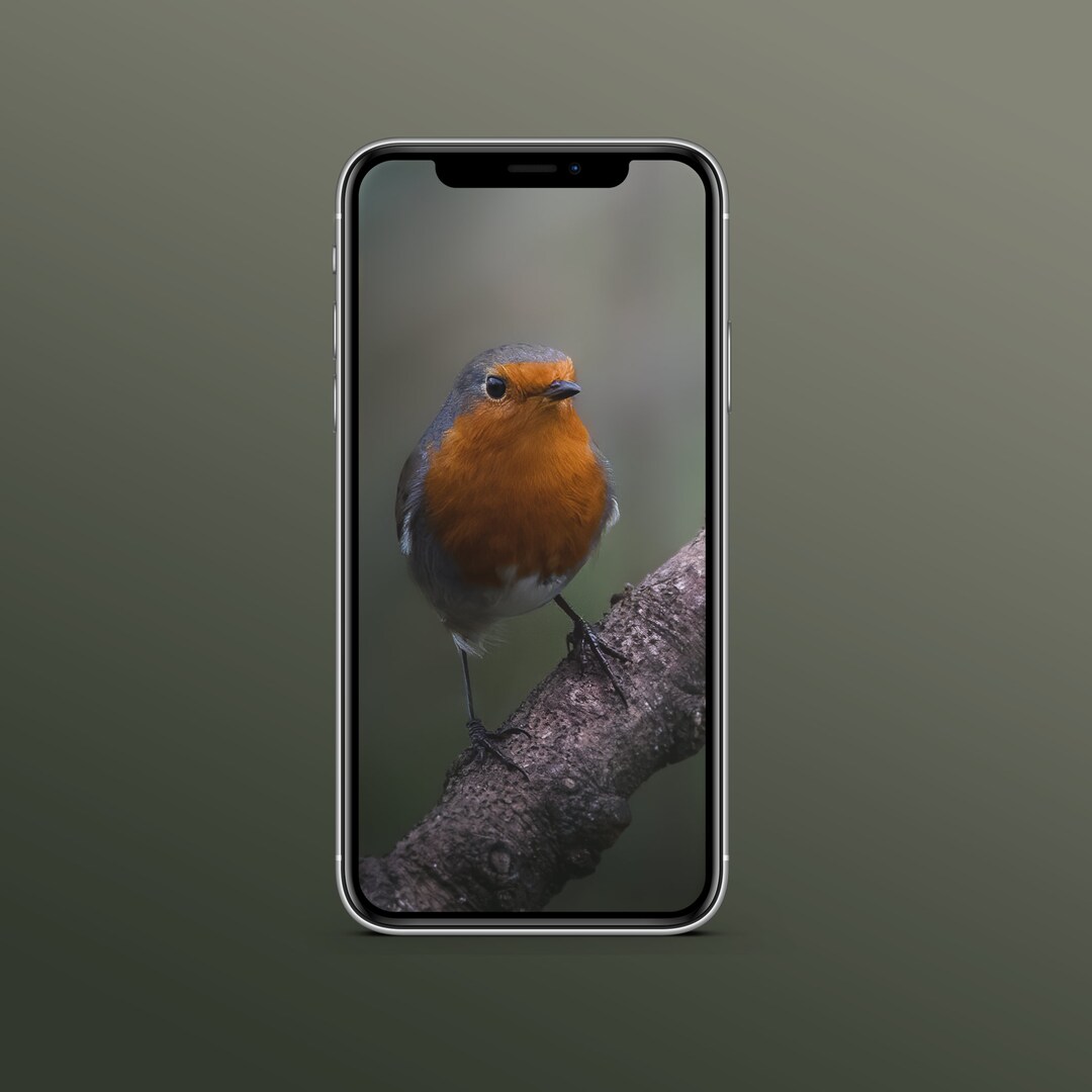 Robin Phone Wallpaper | Screensaver | Lockscreen | iPhone Android ...