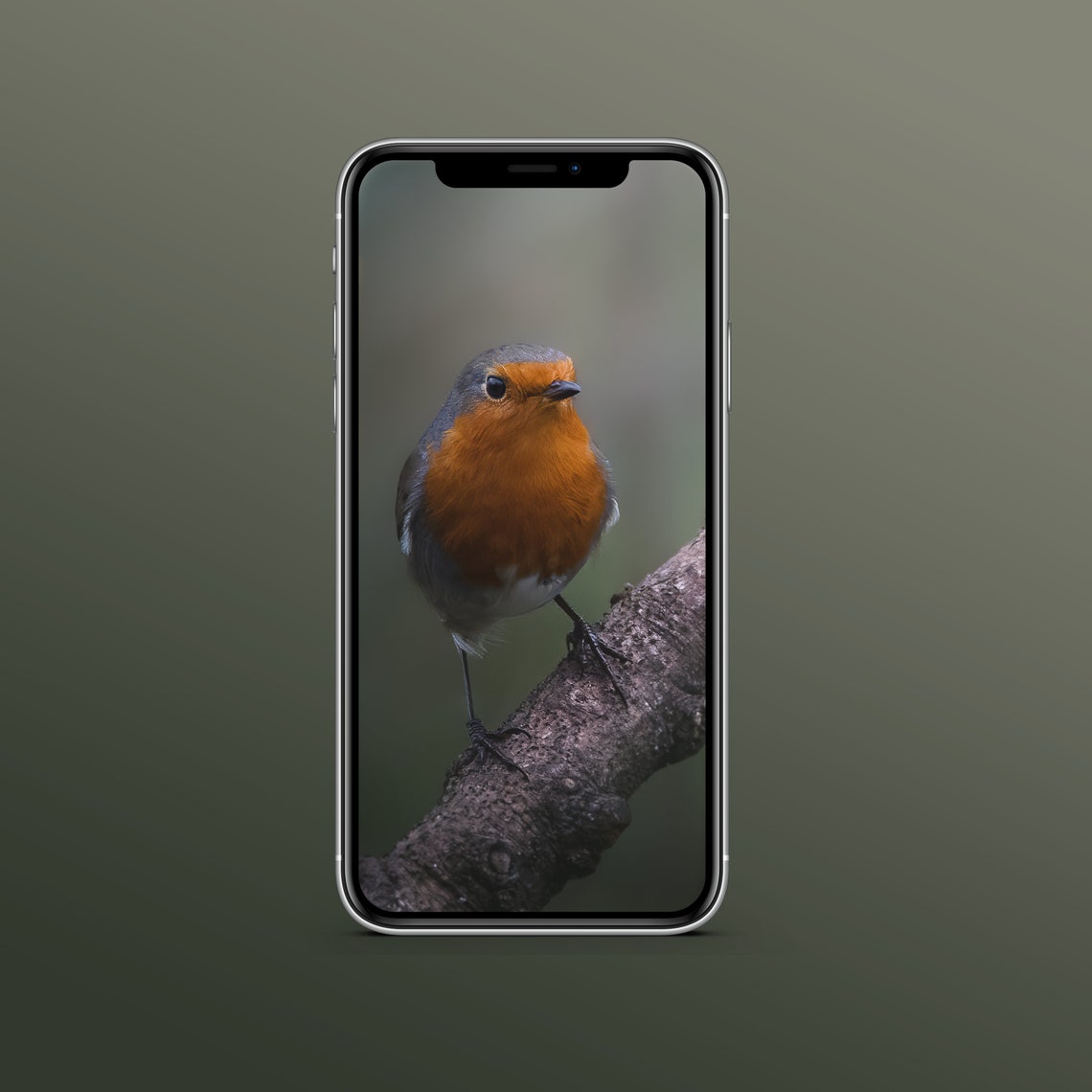 Robin Phone Wallpaper | Screensaver | Lockscreen | iPhone Android ...