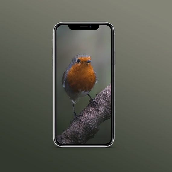 Robin Wallpaper Iphone