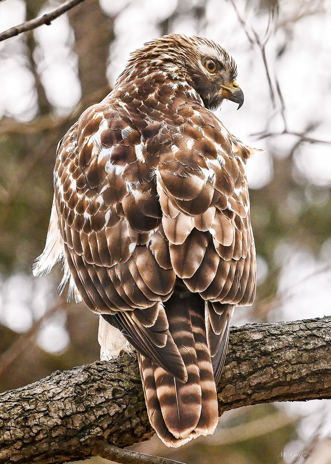 Red-shouldered Hawk, Fine Art Print, Photo Download, Nature Photography ...
