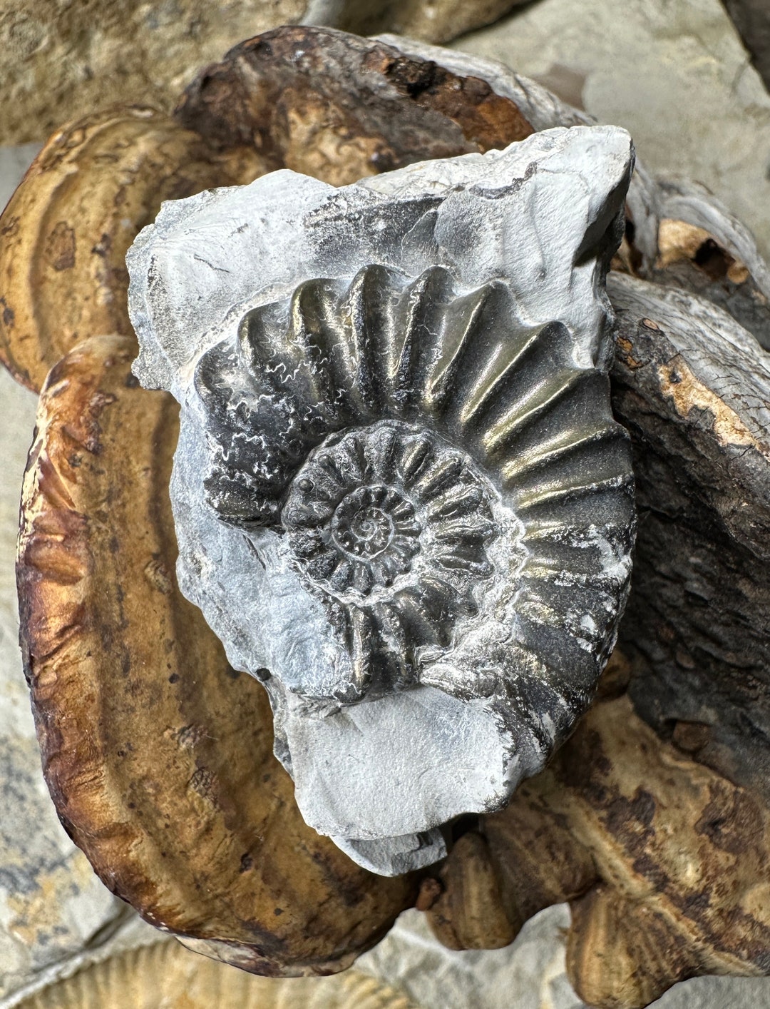 Pyritized Ammonite From Germany/fossils/fossils/fossilization/ammonites ...