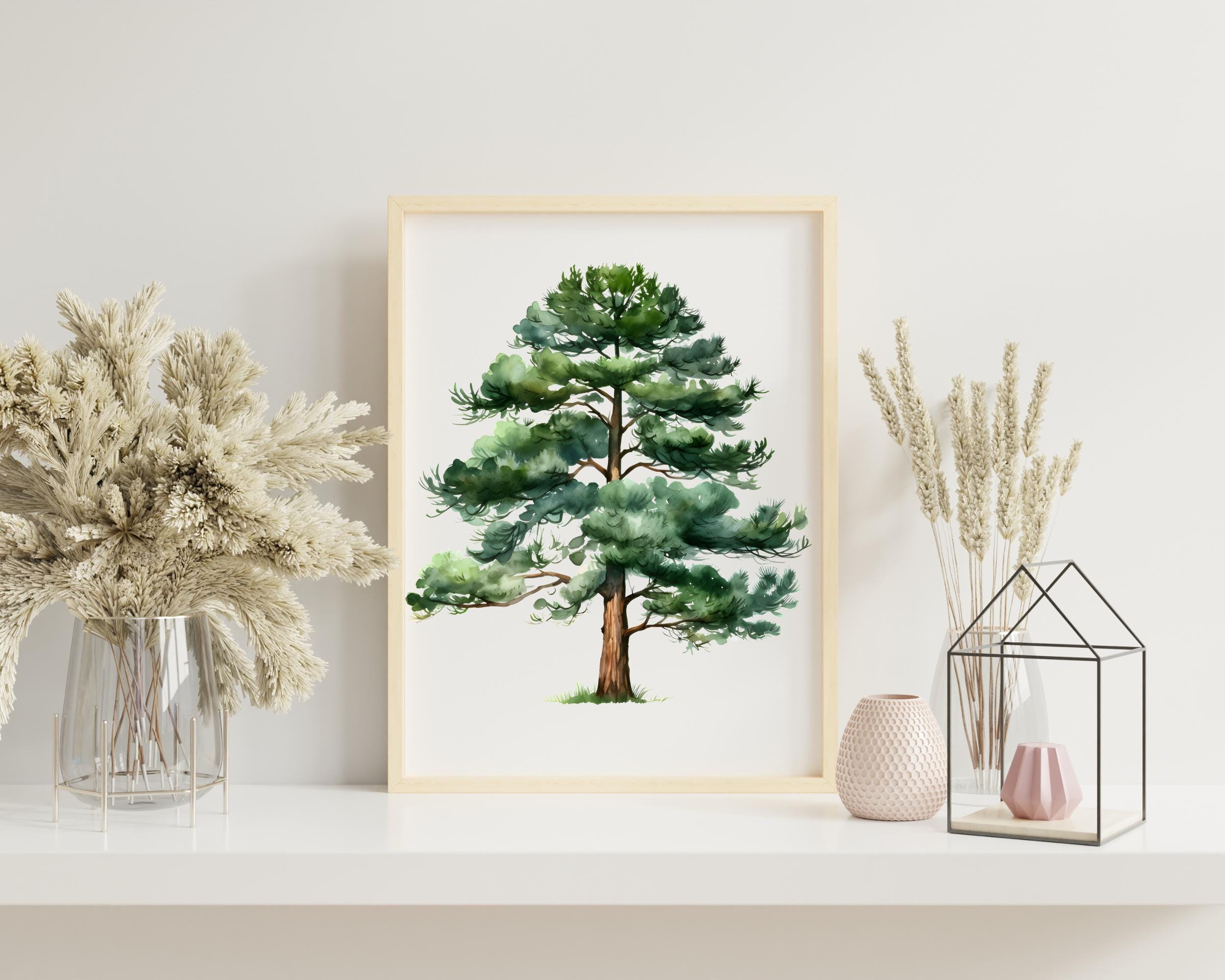 Pine Tree Watercolor Clipart Bundle | Evergreen PNG | Forest Tree Art ...