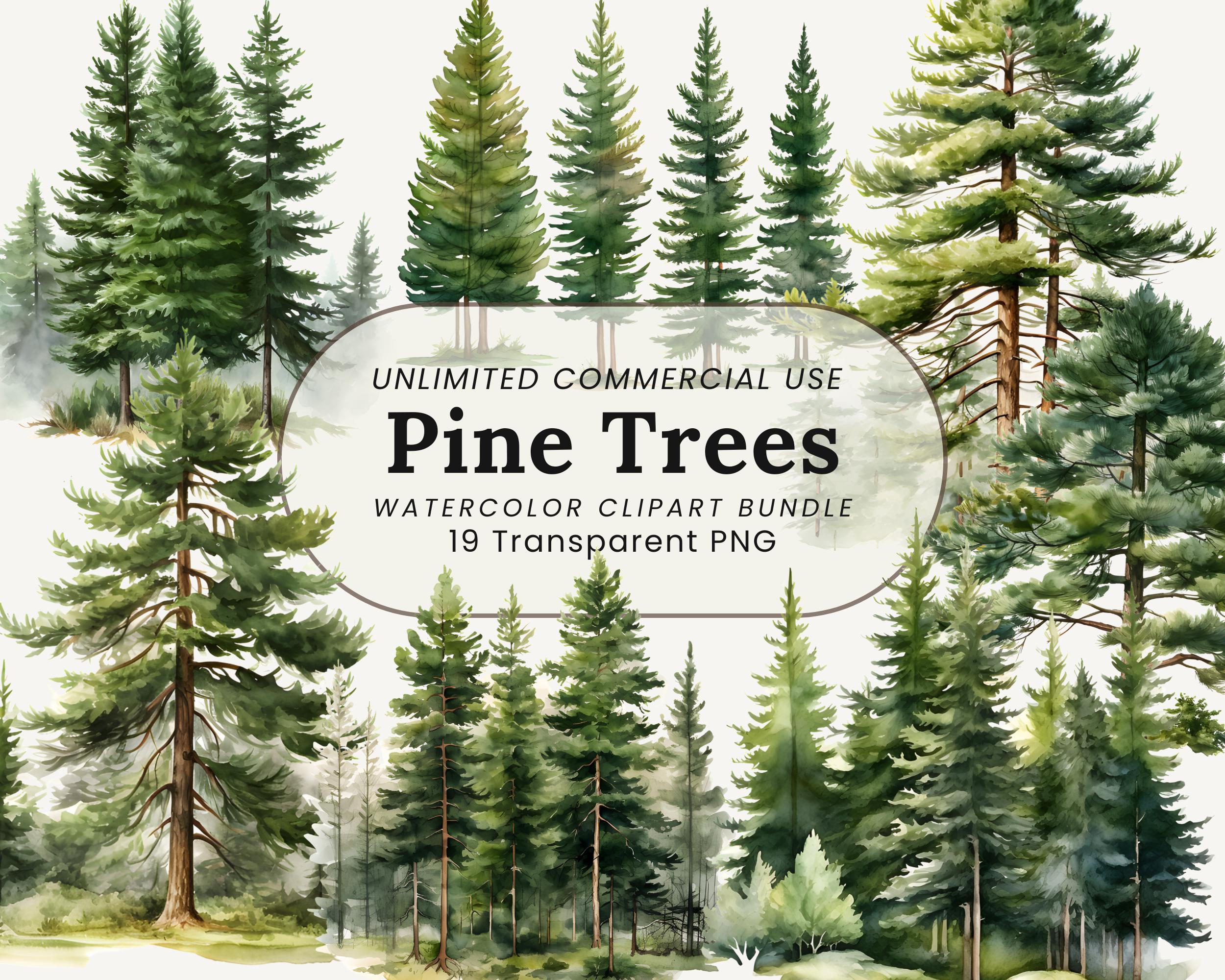 Pine Tree Watercolor Clipart Bundle | Evergreen PNG | Forest Tree Art ...