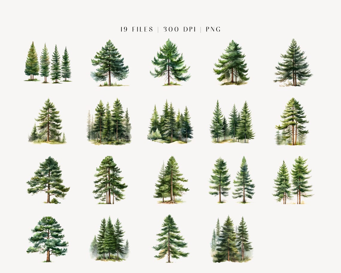Pine Tree Watercolor Clipart Bundle | Evergreen PNG | Forest Tree Art ...