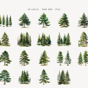 Pine Tree Watercolor Clipart Bundle | Evergreen PNG | Forest Tree Art ...