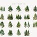 Pine Tree Watercolor Clipart Bundle | Evergreen PNG | Forest Tree Art ...
