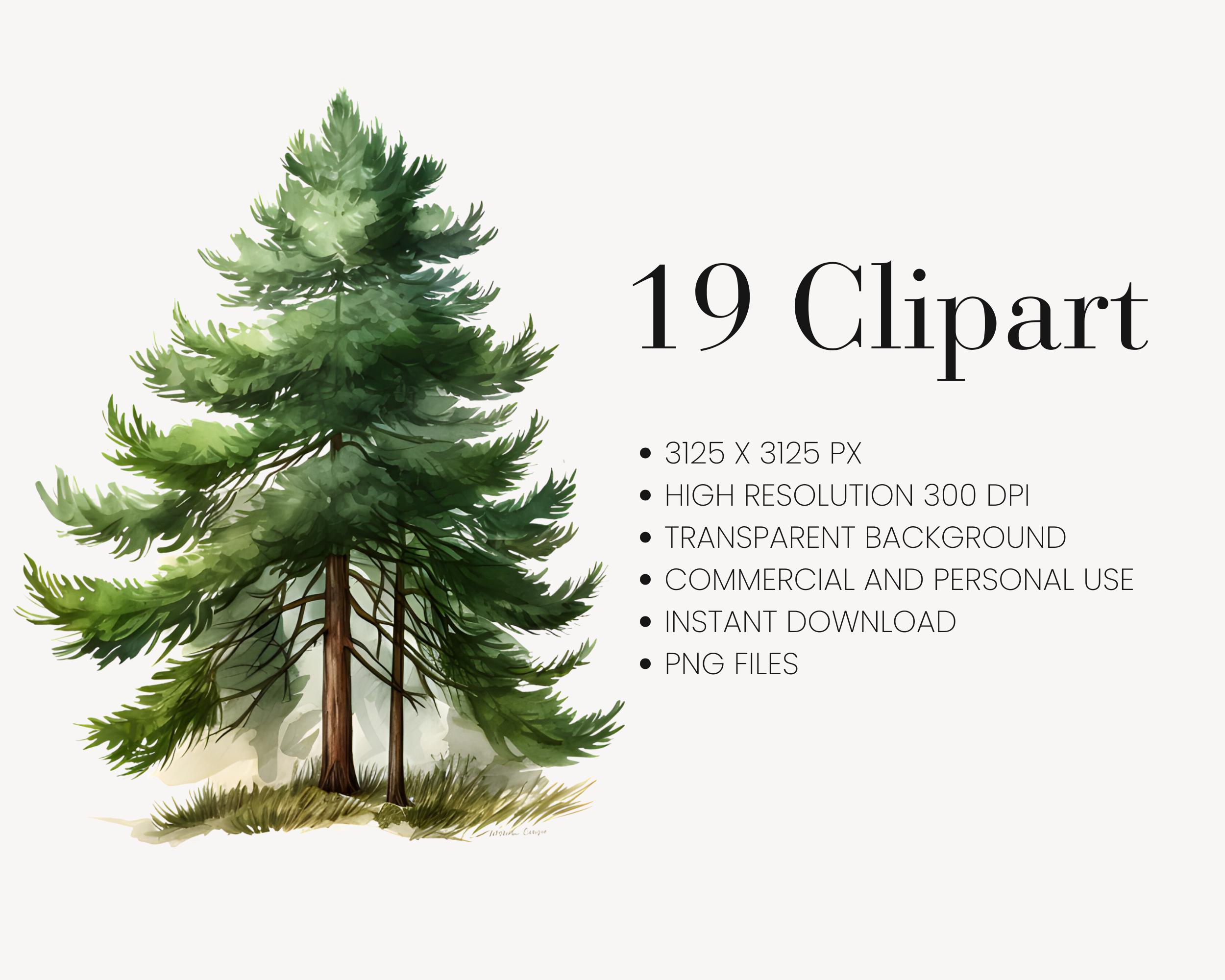 Pine Tree Watercolor Clipart Bundle | Evergreen PNG | Forest Tree Art ...