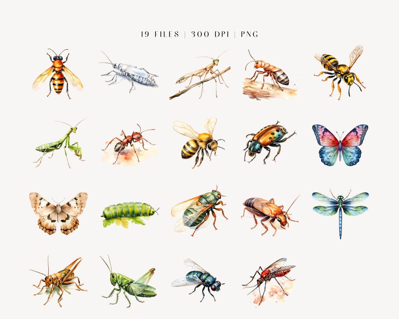 Insect Clipart Bundle | Bug Clipart | Butterfly PNG | Bee PNG ...