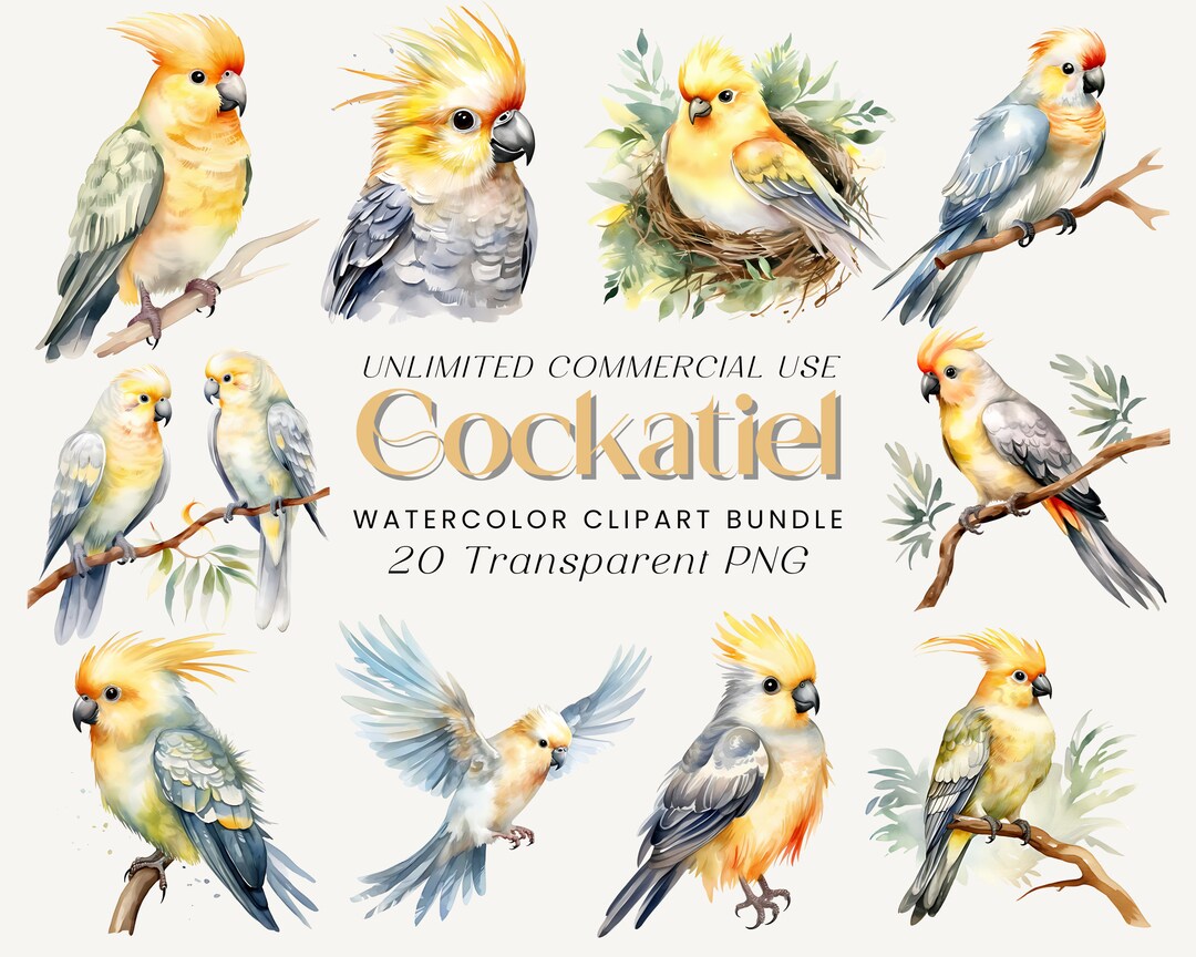 Cockatiel Clipart | Watercolor Clipart Bundle, Tropical Birds, Parrot ...