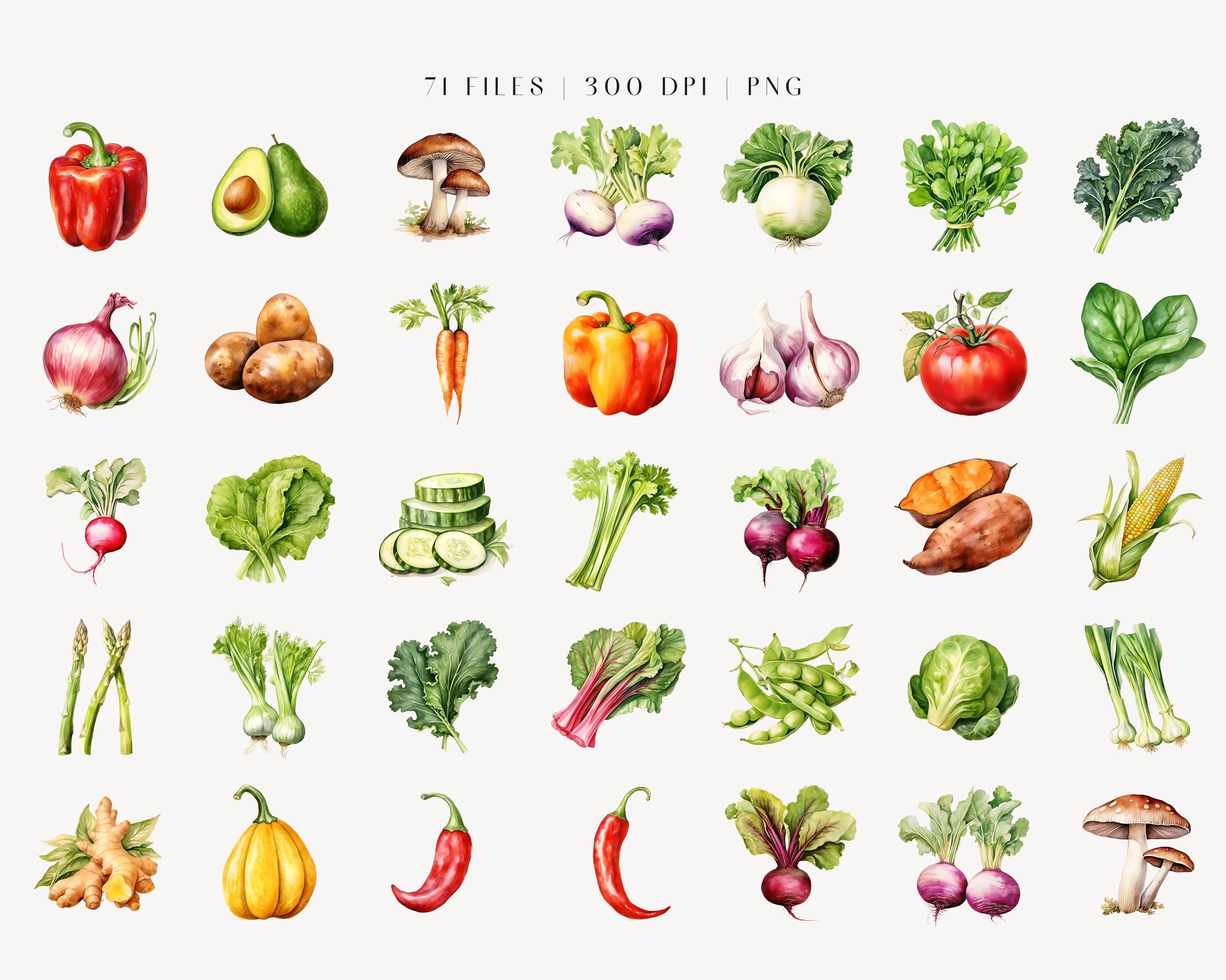 Vegetable Watercolor Clipart Bundle | Watercolor Veggies PNG | Farm ...