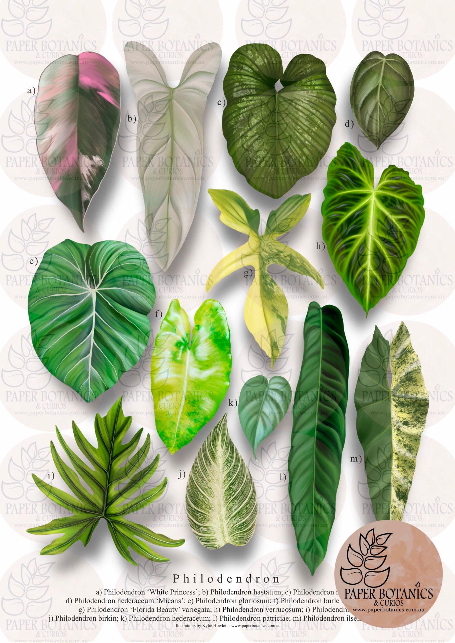 Philodendron Species Print Featuring Illustrations of Both Rare and ...
