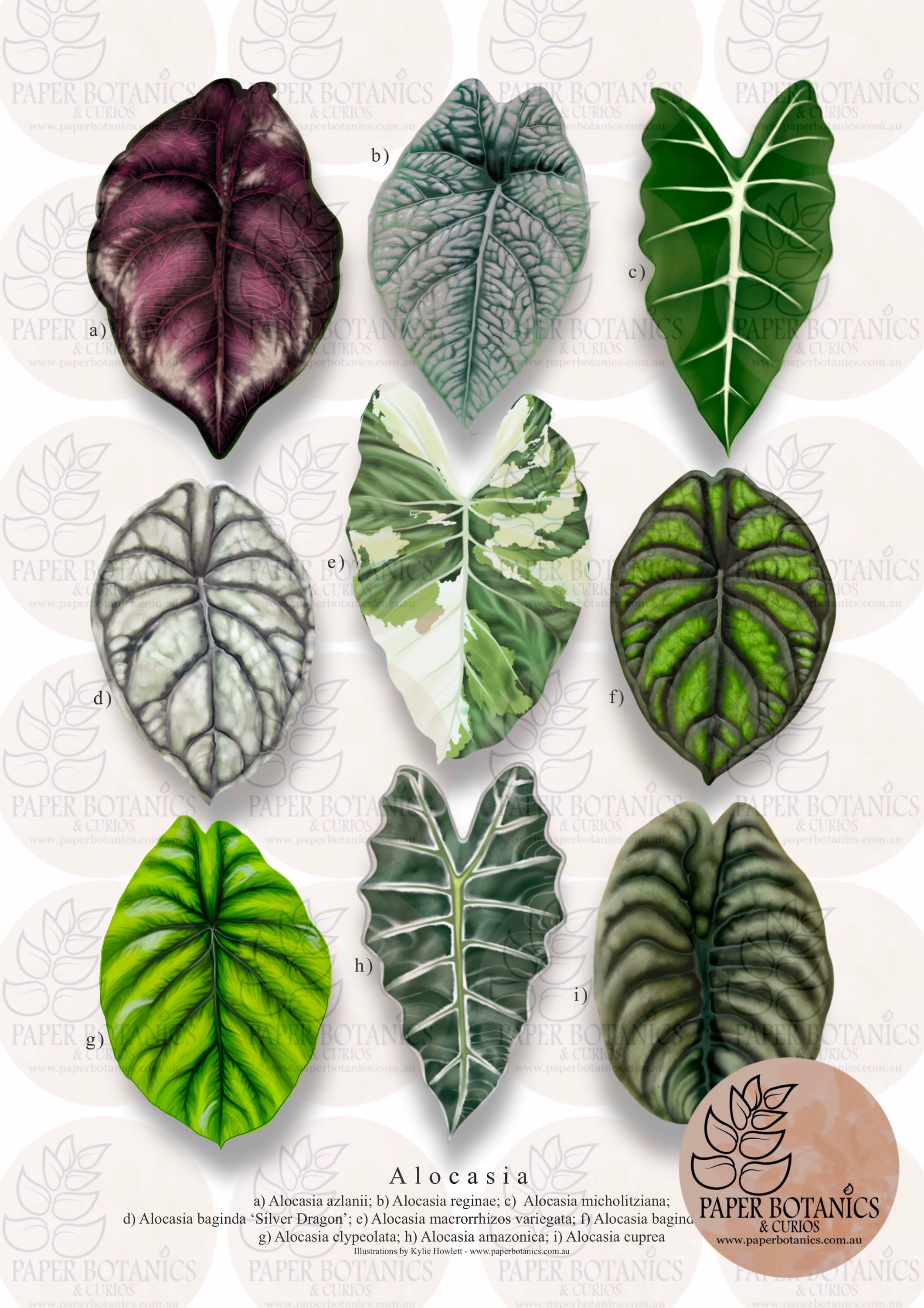 Alocasia Species Print Featuring Illustrations of Both Rare and Common ...