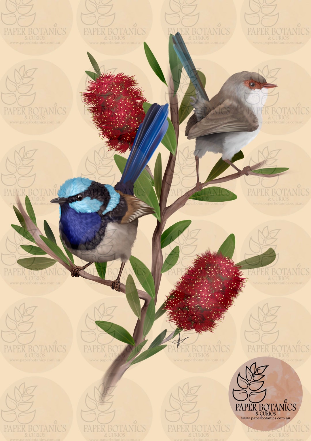 Blue Fairy Wren, Australian Birds for Animal Lovers. Hand Signed ...