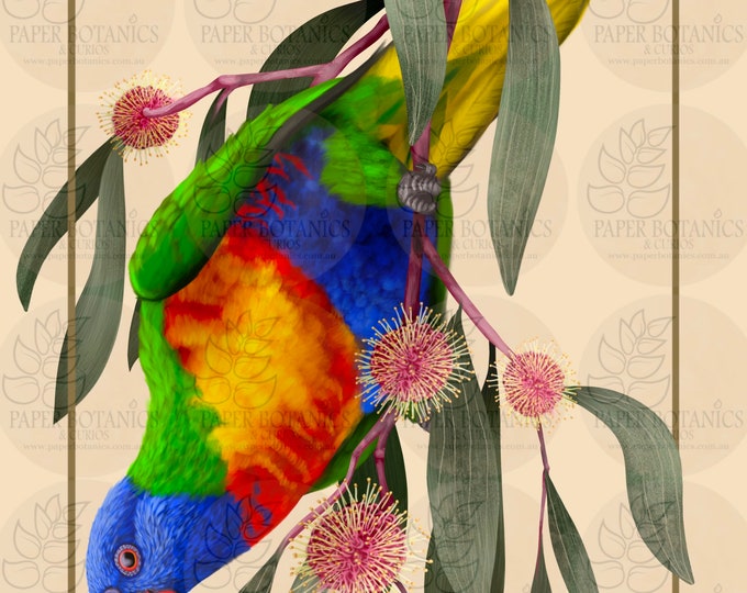 Rainbow Lorikeet, Australian Birds for Animal Lovers. Hand Signed ...