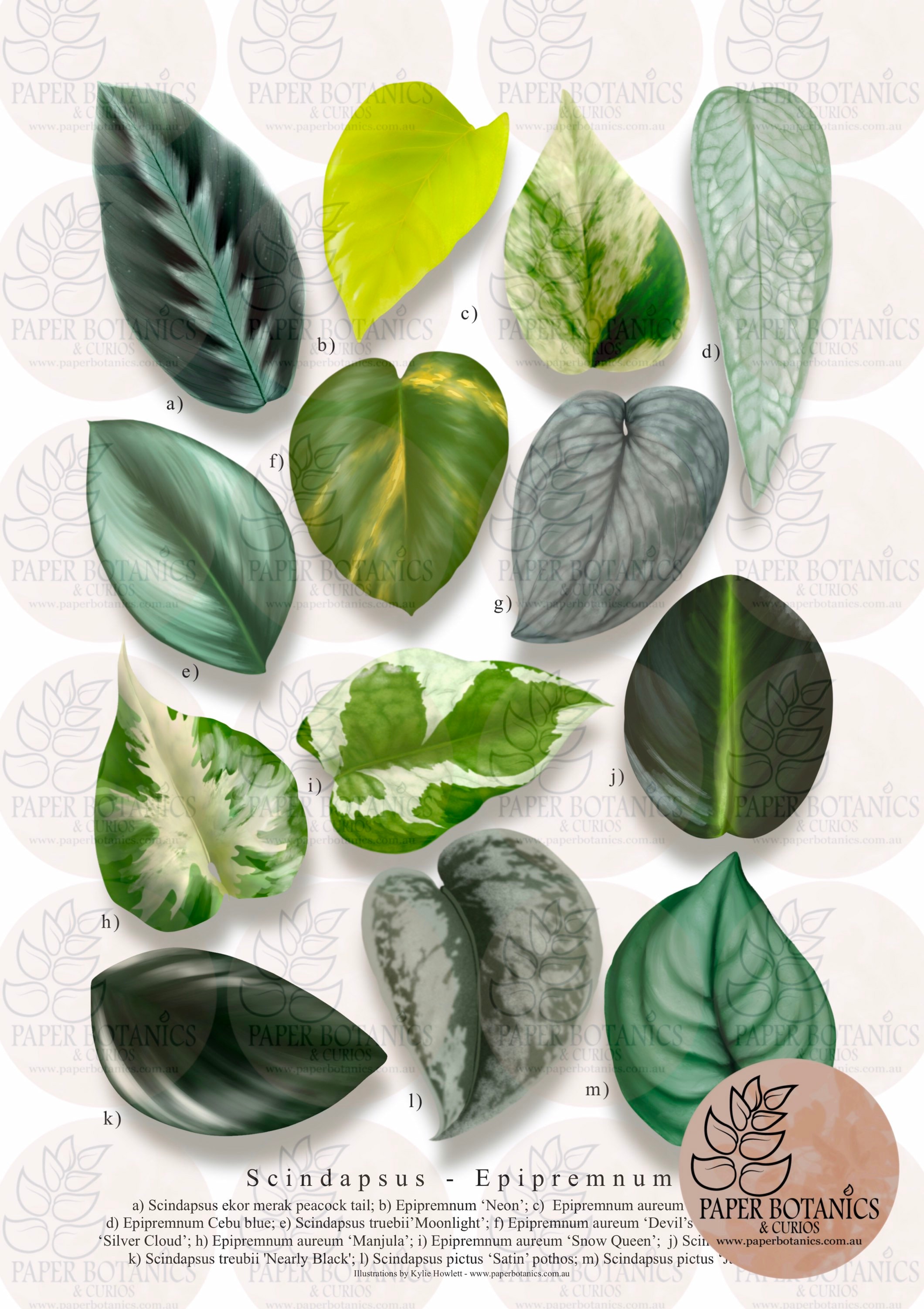Scindapsus and Epipremnum Species Print Featuring Illustrations of Both ...