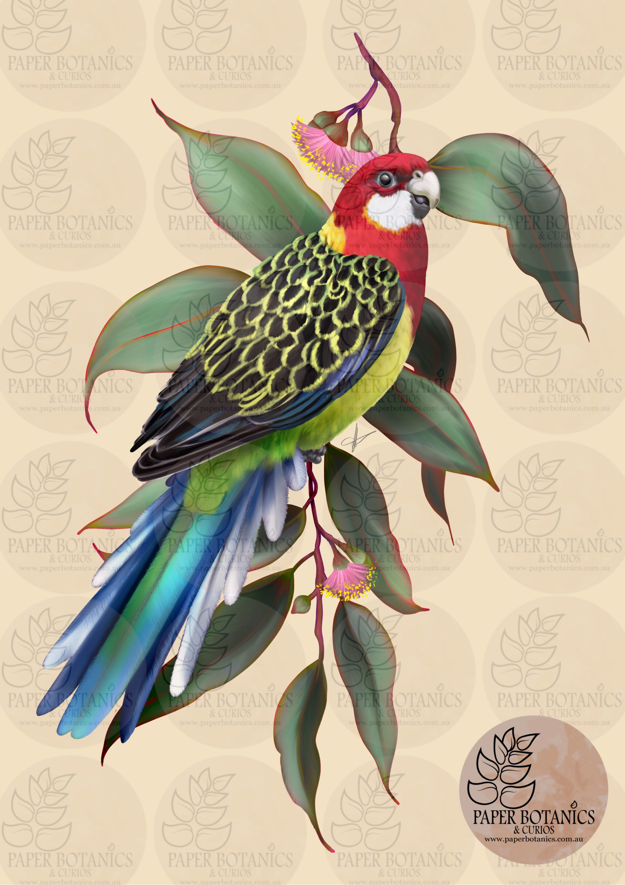 Crimson Rosella Drawing