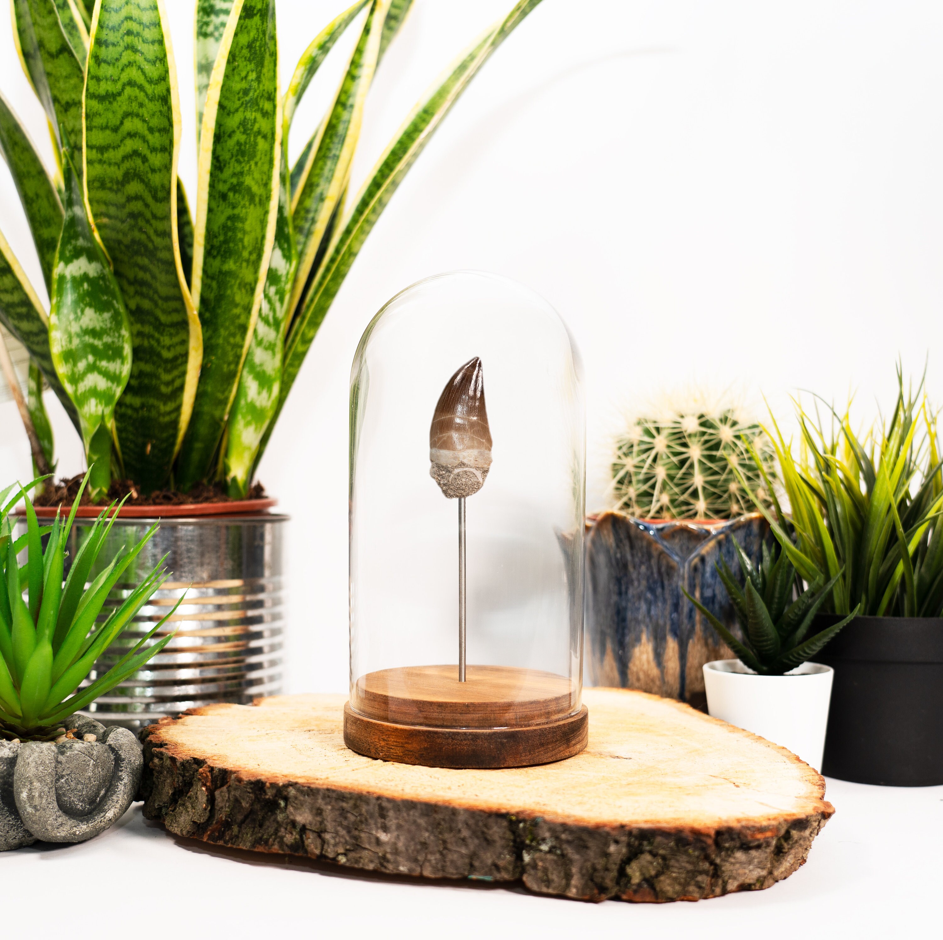 Real Mosasaur Tooth Fossil, Ocean Home Decor for Shelf, Gift, Dinosaur ...