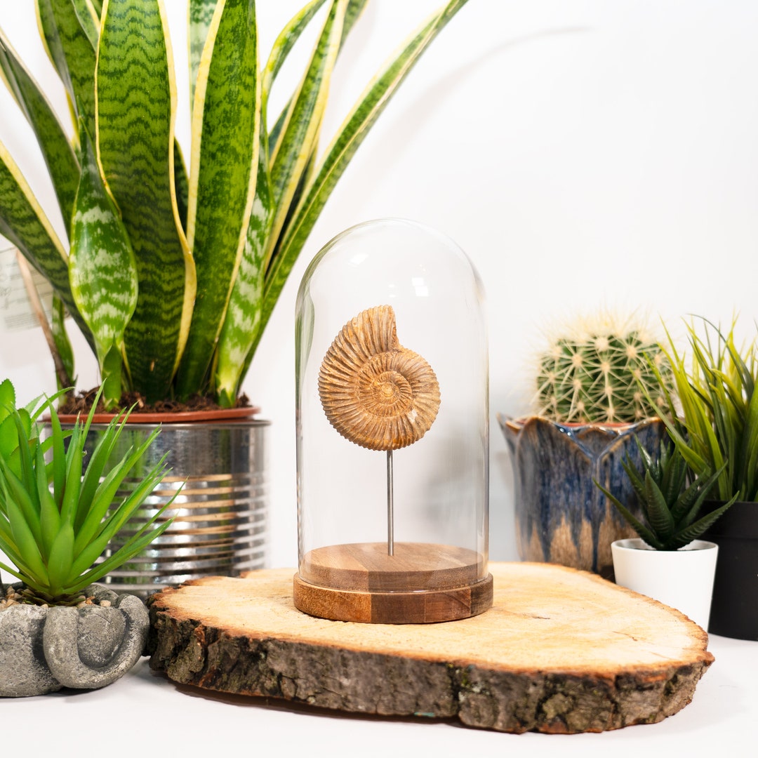 Real Ammonite Fossil, Ocean Home Decor for Shelf, Gift, Large Raw ...