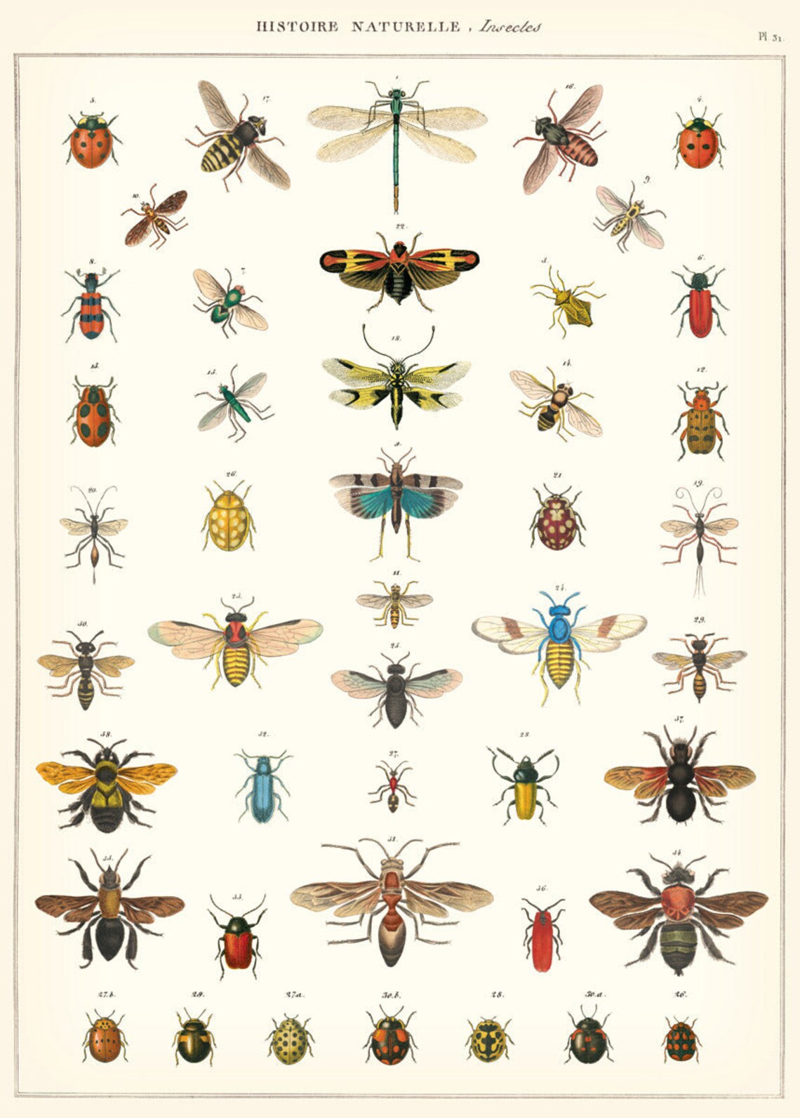 Vintage Poster Insects - Etsy