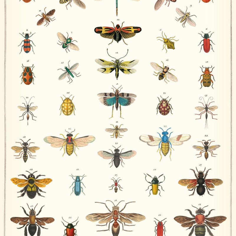 Insect Poster - Etsy