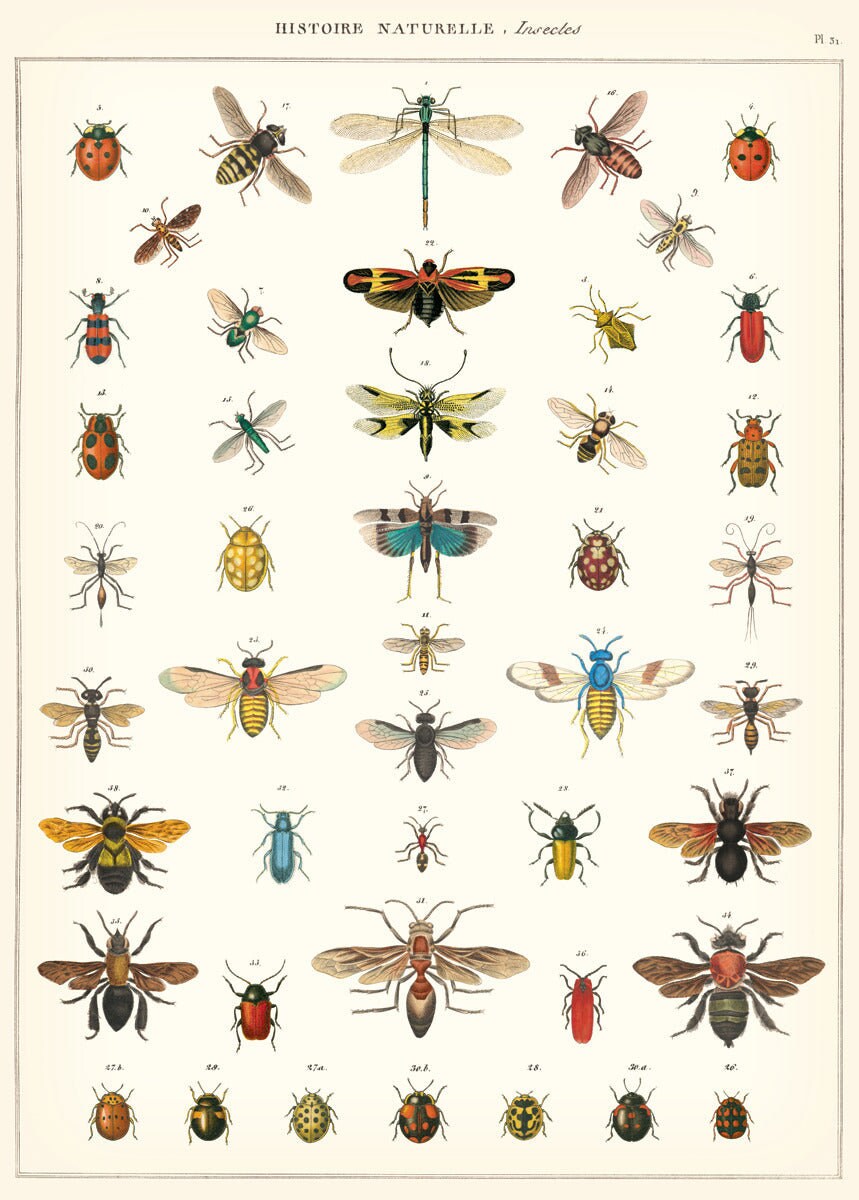 Vintage Poster Insects - Etsy
