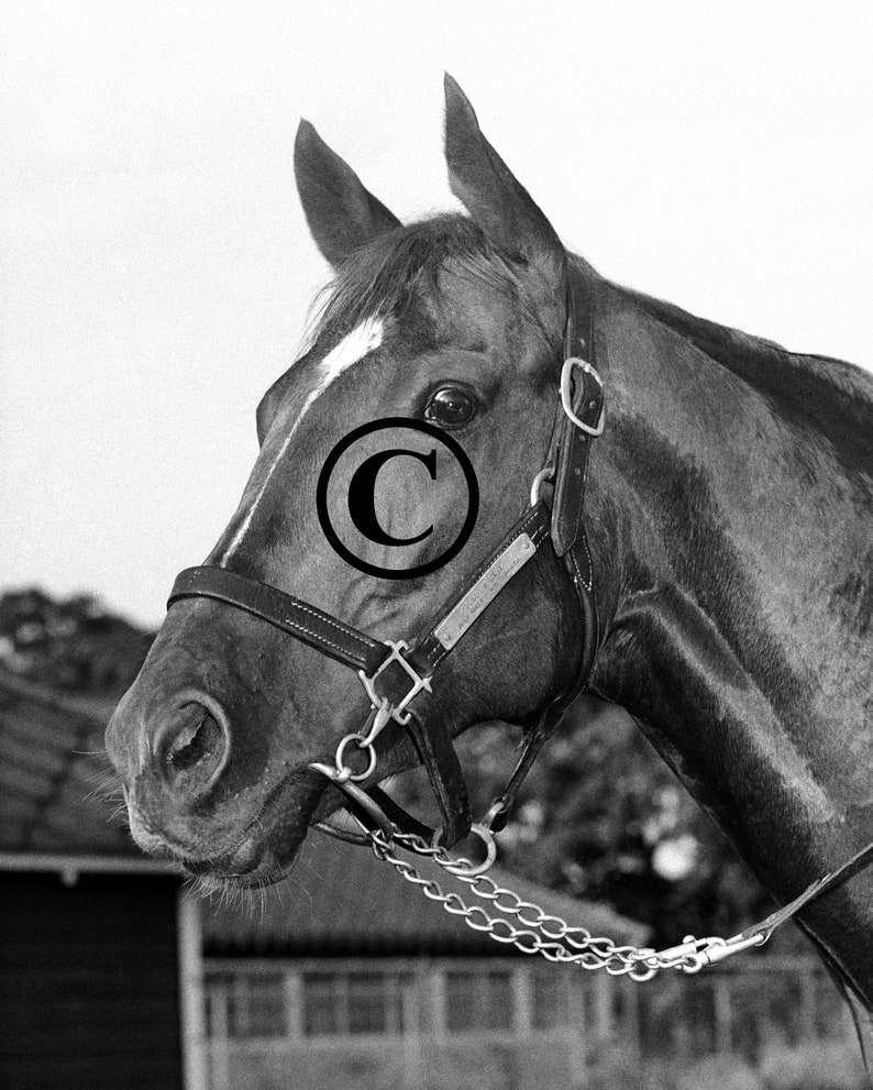 Secretariat Head Shot by Official Track Photographer - Etsy