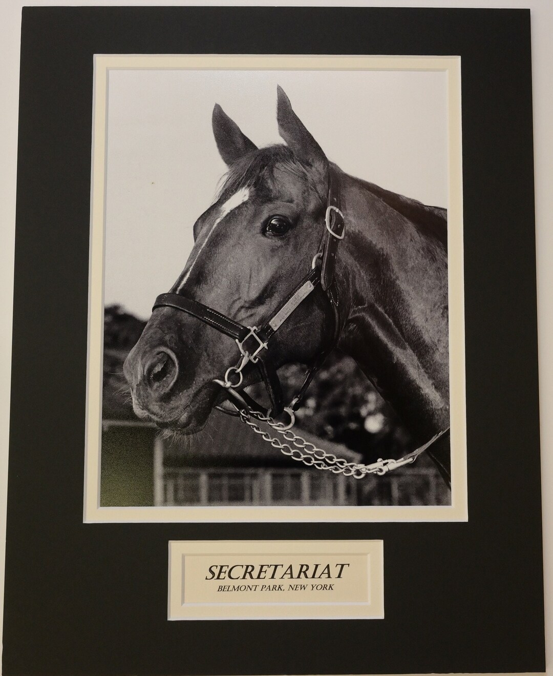 Secretariat Head Shot by Official Track Photographer - Etsy
