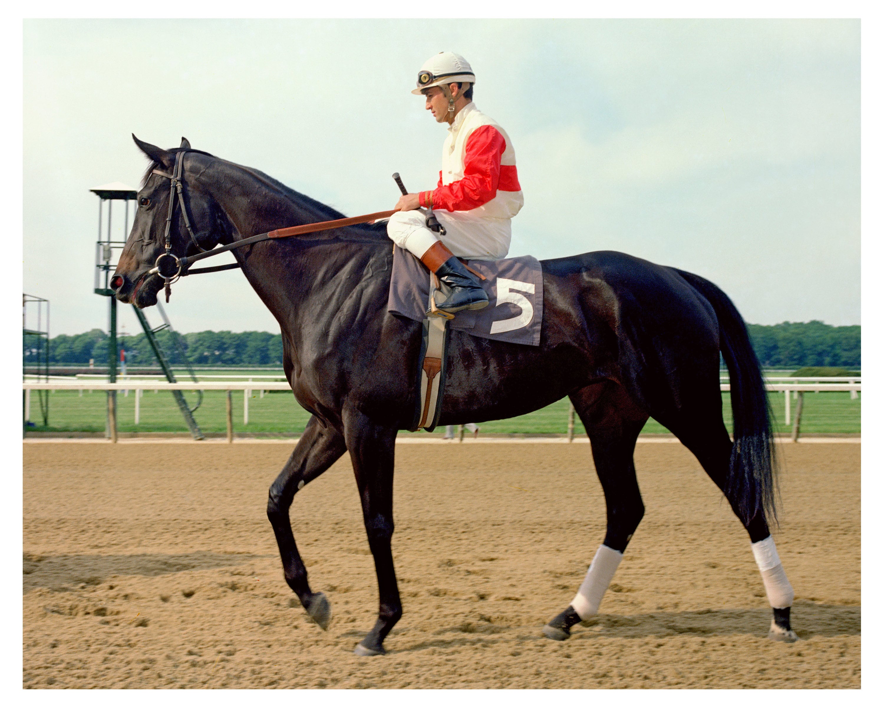 Ruffian Thoroughbred