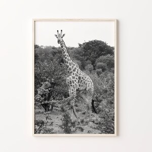 Zimbabwe Prints, Zimbabwe Black and White Prints Set of 6, Zimbabwe ...
