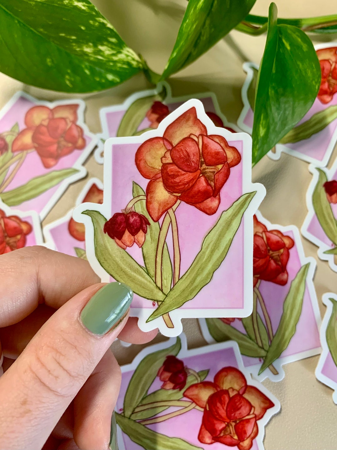 Newfoundland's Provincial Flower - Pitcher Plant | High Quality Matte ...