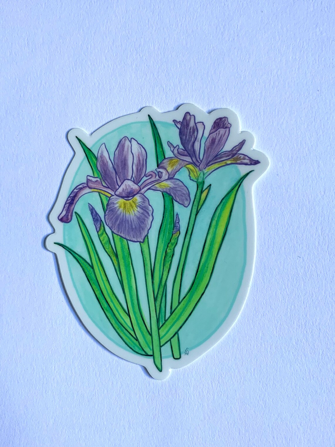Quebec's Provincial Flower the Blue Flag iris - Etsy