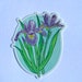 Quebec's Provincial Flower the Blue Flag iris - Etsy