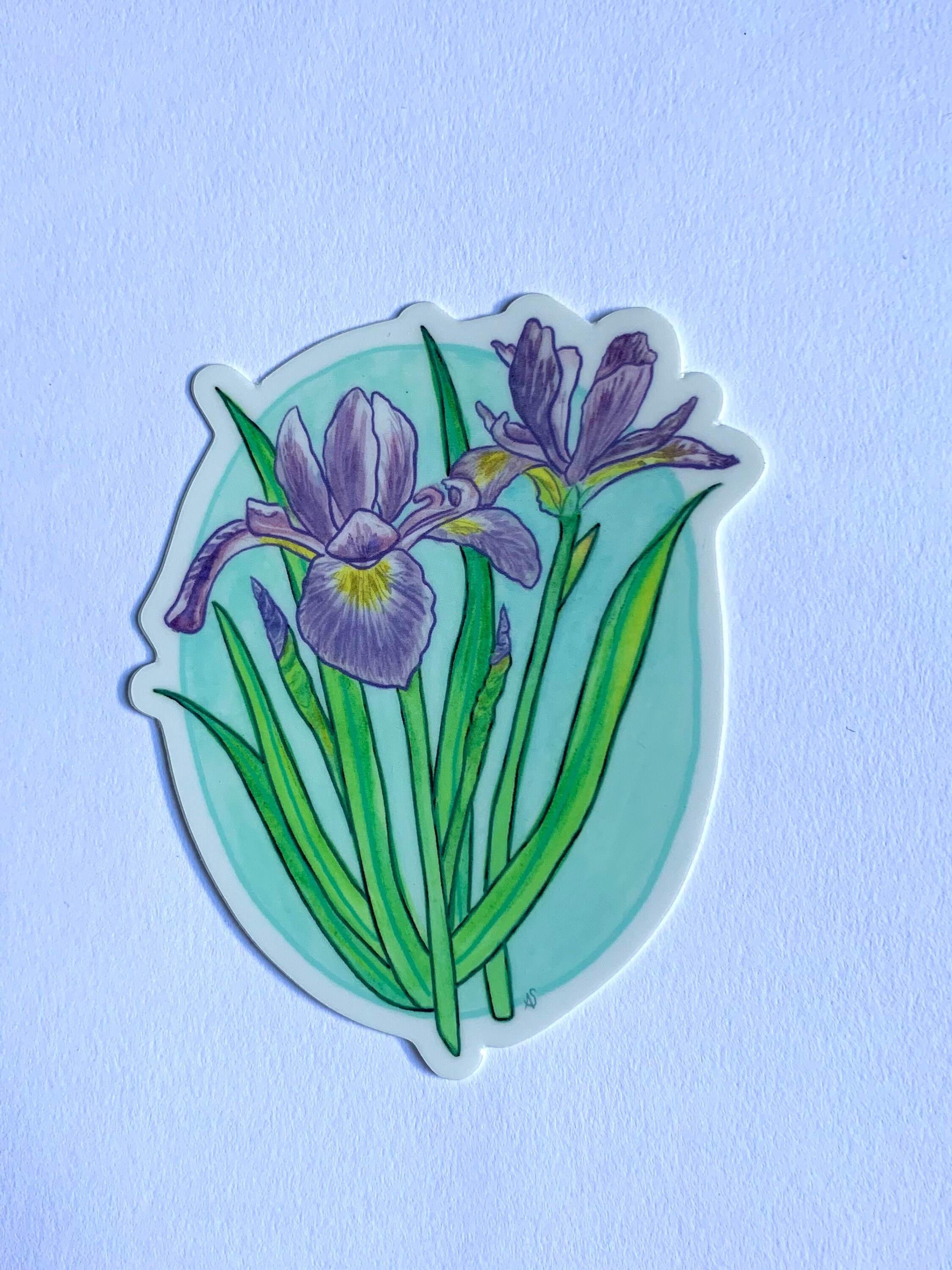 Quebec's Provincial Flower the Blue Flag iris - Etsy