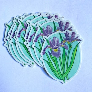 Quebec's Provincial Flower the Blue Flag iris - Etsy