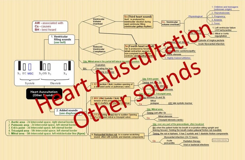 2. Auscultation of Ventricular and Added Heart Sounds - Etsy
