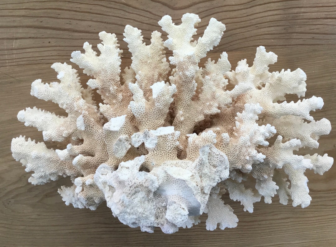 Large Vintage Brownstem White Lace Coral Cluster Home Decor Coastal ...