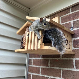 Squirrel House With Predator Guard - Etsy