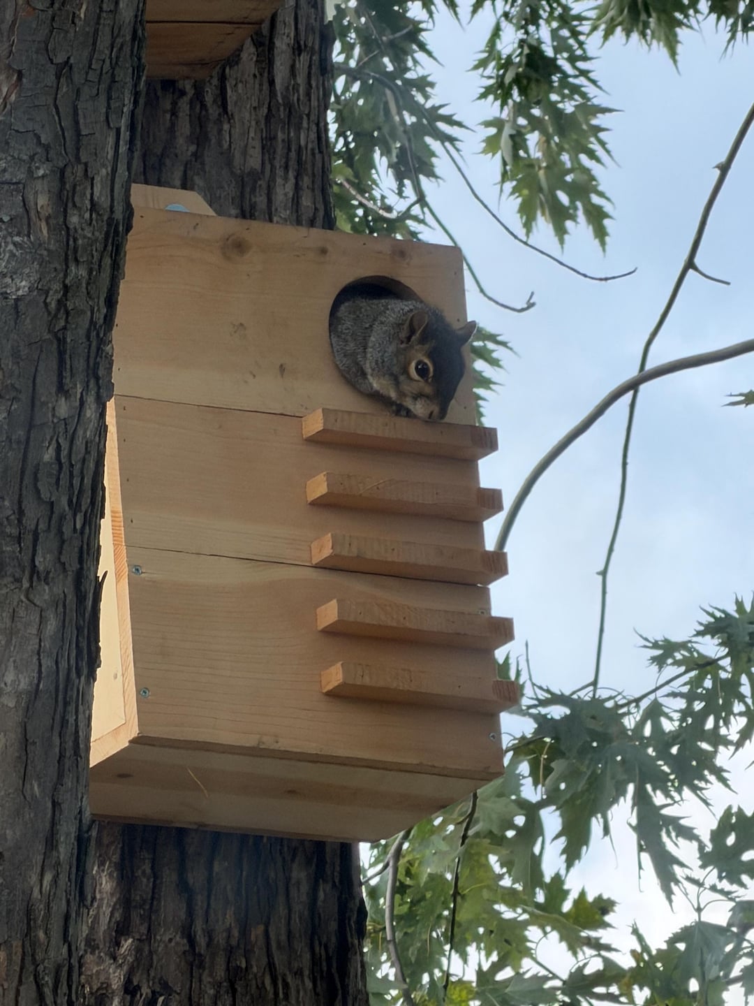 Squirrel House/nesting Box With Inside Predator Guard - Etsy