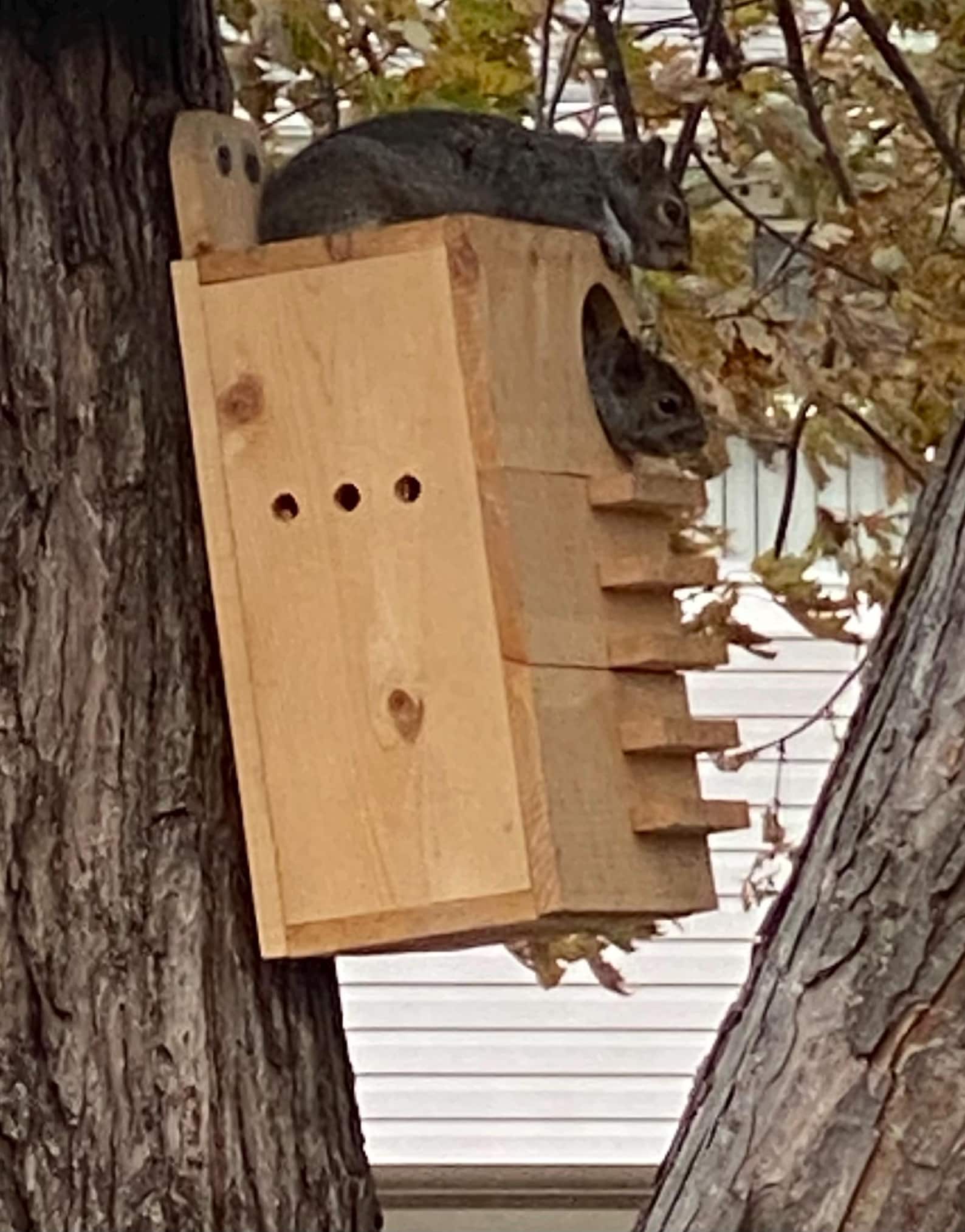Squirrel House/nesting Box With Inside Predator Guard - Etsy
