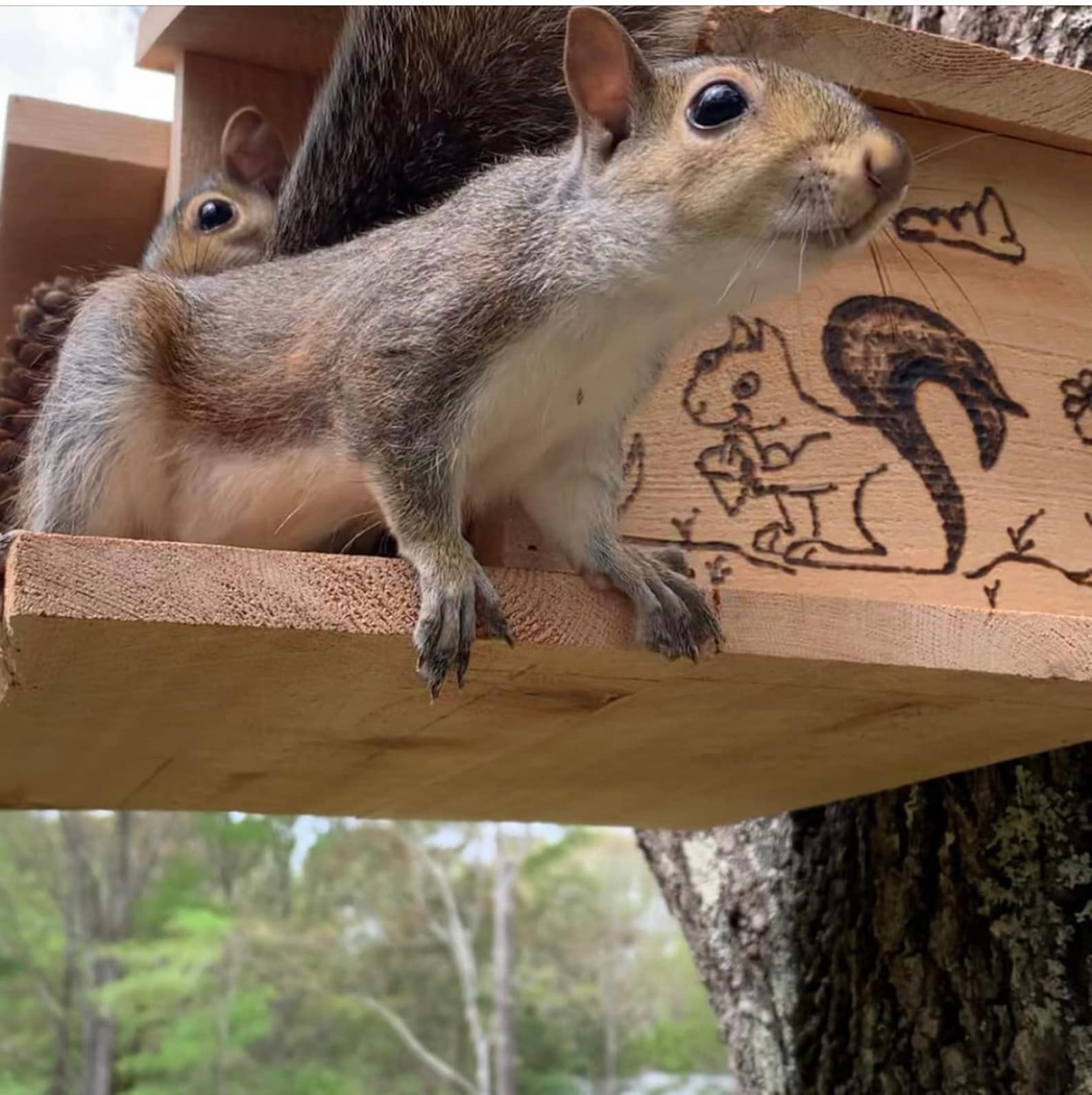 Squirrel House/nesting Box - Etsy