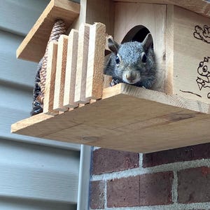 Squirrel House With Predator Guard - Etsy